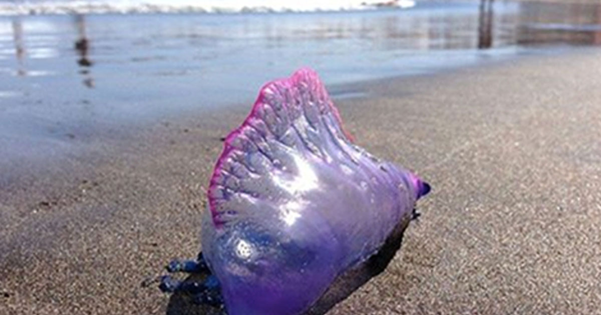 If You See A Purple Blob On The Sand This Summer, Do Not Approach It ...