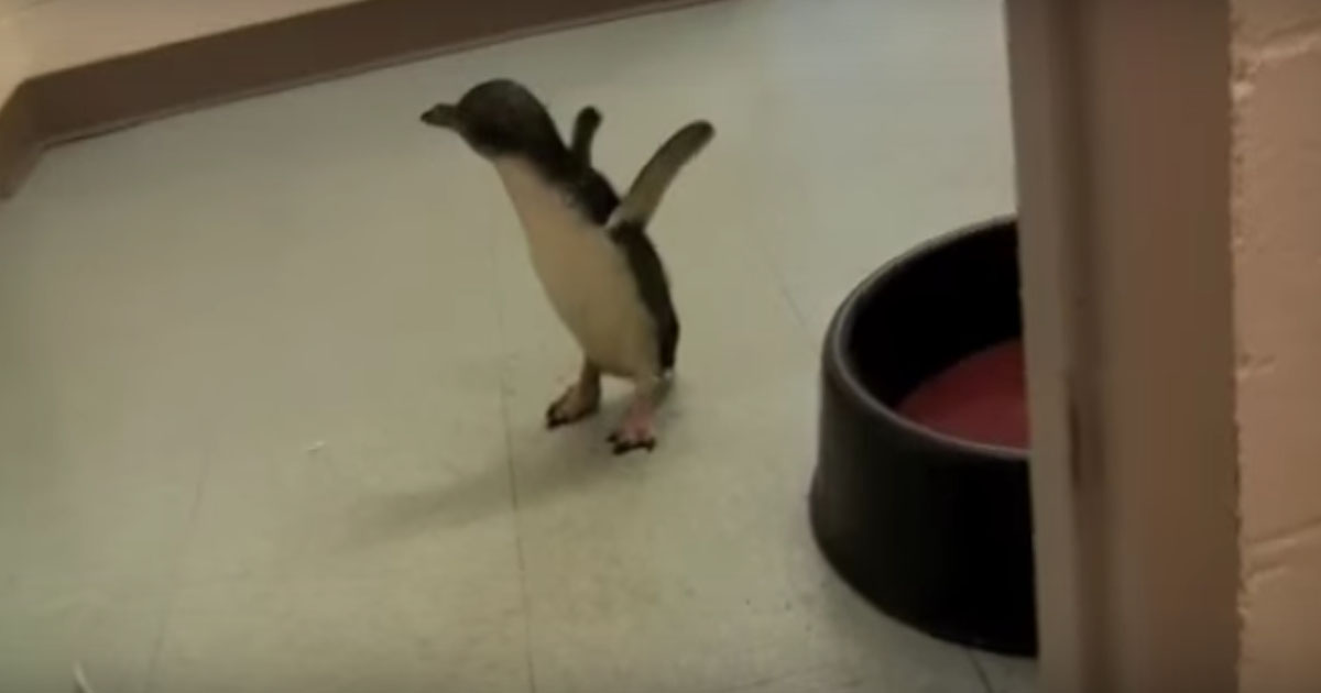 In Case You Have Ever Wondered What It Is Like To Tickle A Penguin ...