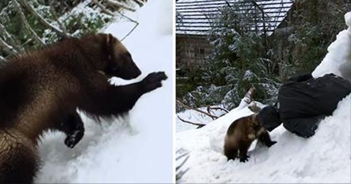 Wolverine Digs Out And Rescues Man Trapped By Avalanche In Alaska - us ...