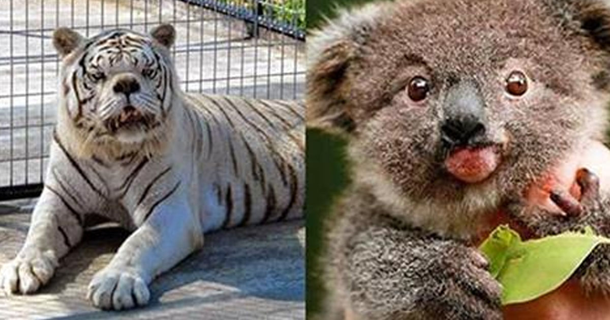 Nothing Is Wrong With These Animals. They Have Down Syndrome And They ...