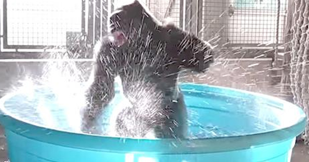 Gorilla Surprises Keeper By Dancing And Playing With The Water In His ...