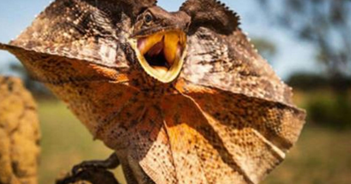 8 Terrifying Animal Encounters in Australia - us.abrozzi.com