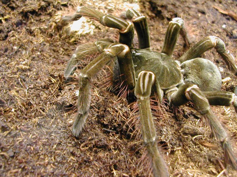 This is largest Tarantula in the world, and it’s surprisingly gentle ...
