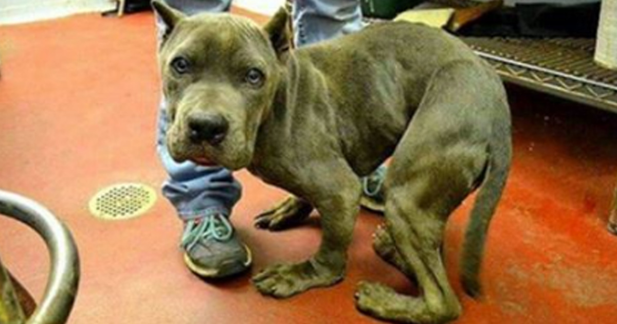Dwarf Pit Bull Was Locked In A Tiny Cage For Two Years, Rescuers Try To ...