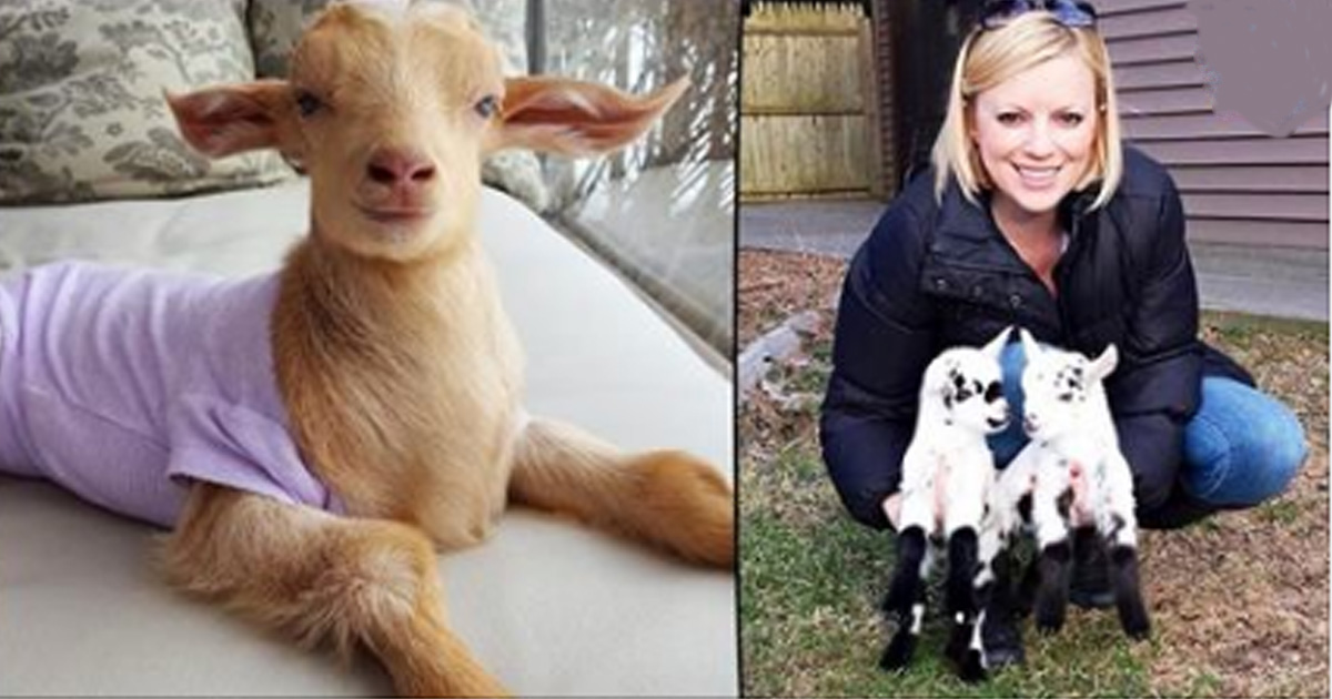 This woman has a house full of special needs baby goats! We were ...
