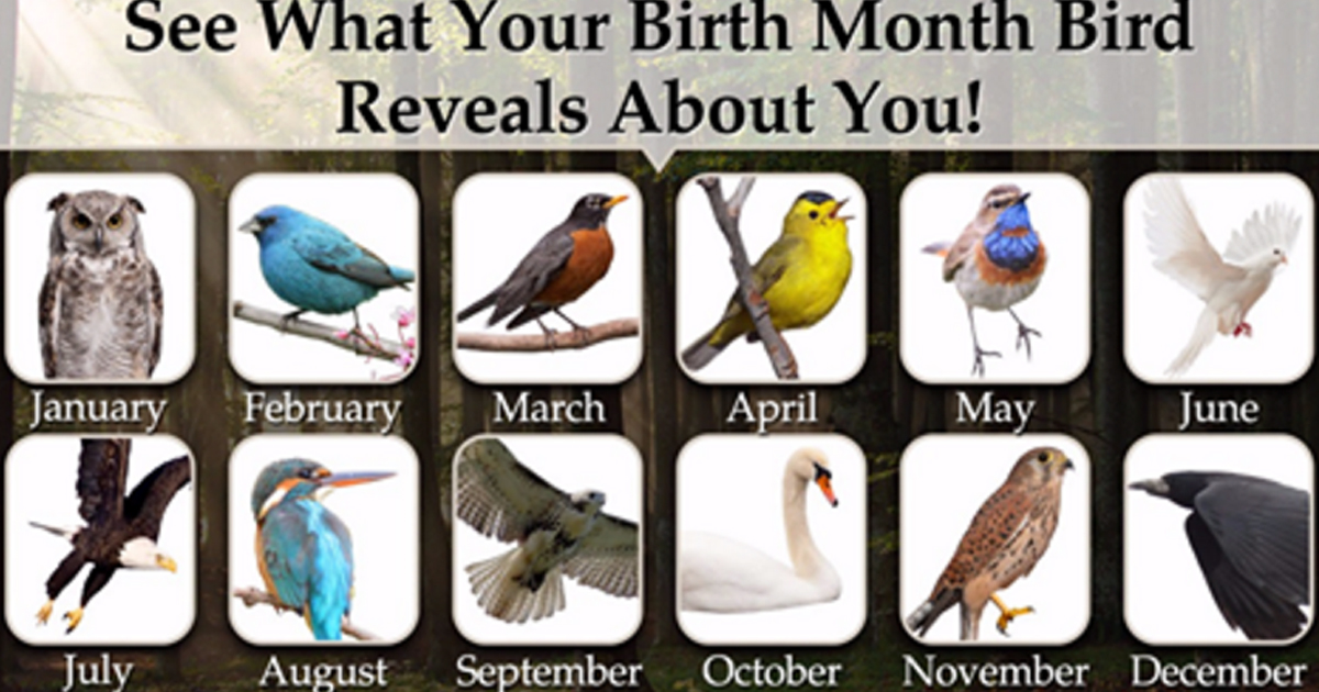See What Your Birth Month Bird Reveals About You! - us.abrozzi.com