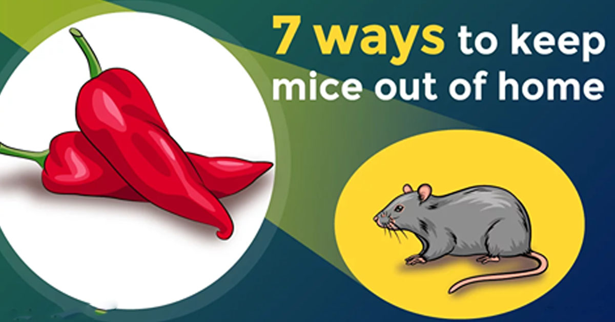 7 ways that can help you keep mice out of home - us.abrozzi.com
