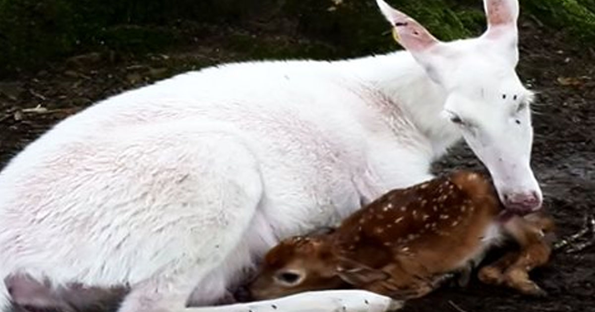 Incredible footage of white doe birthing brown and white fawns - us ...