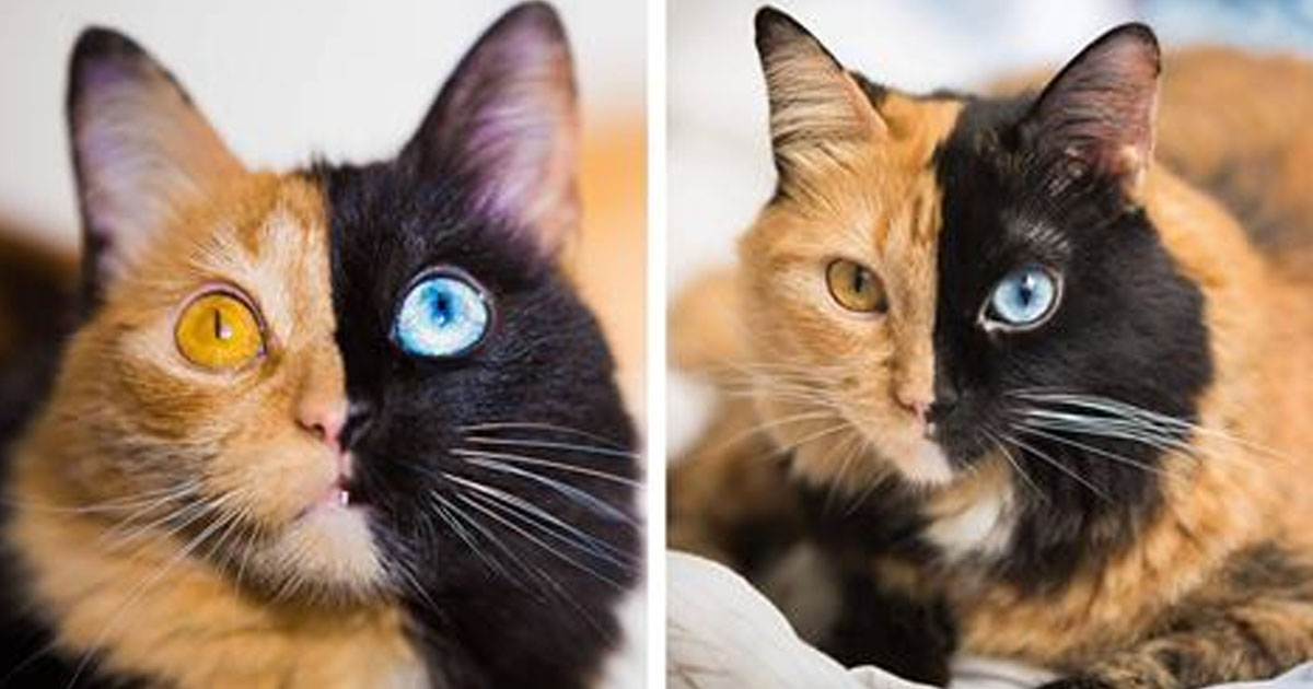 Quimera Is The Rarest Cat In The World – Mother Nature Gave Her An ...