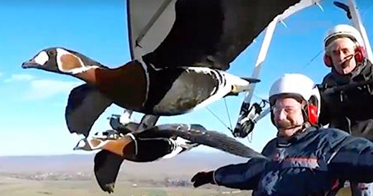 Man Films Himself Flying With Geese And The Footage Is Absolutely ...