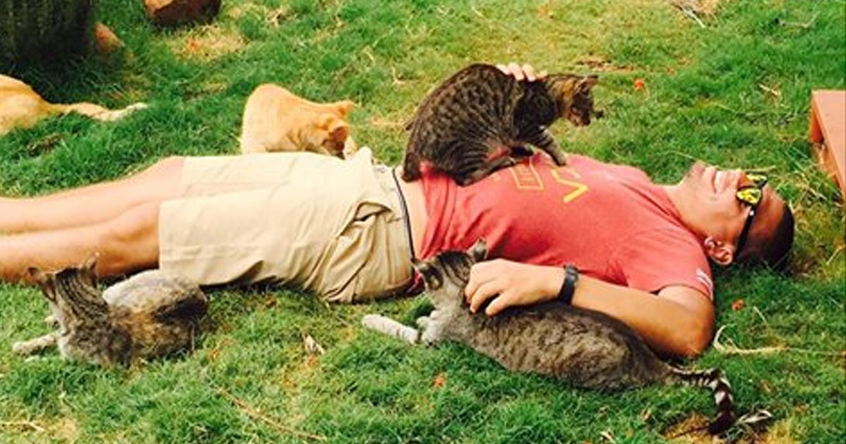People Come From All Over The World To Cuddle 500 Kitties At This Cat ...